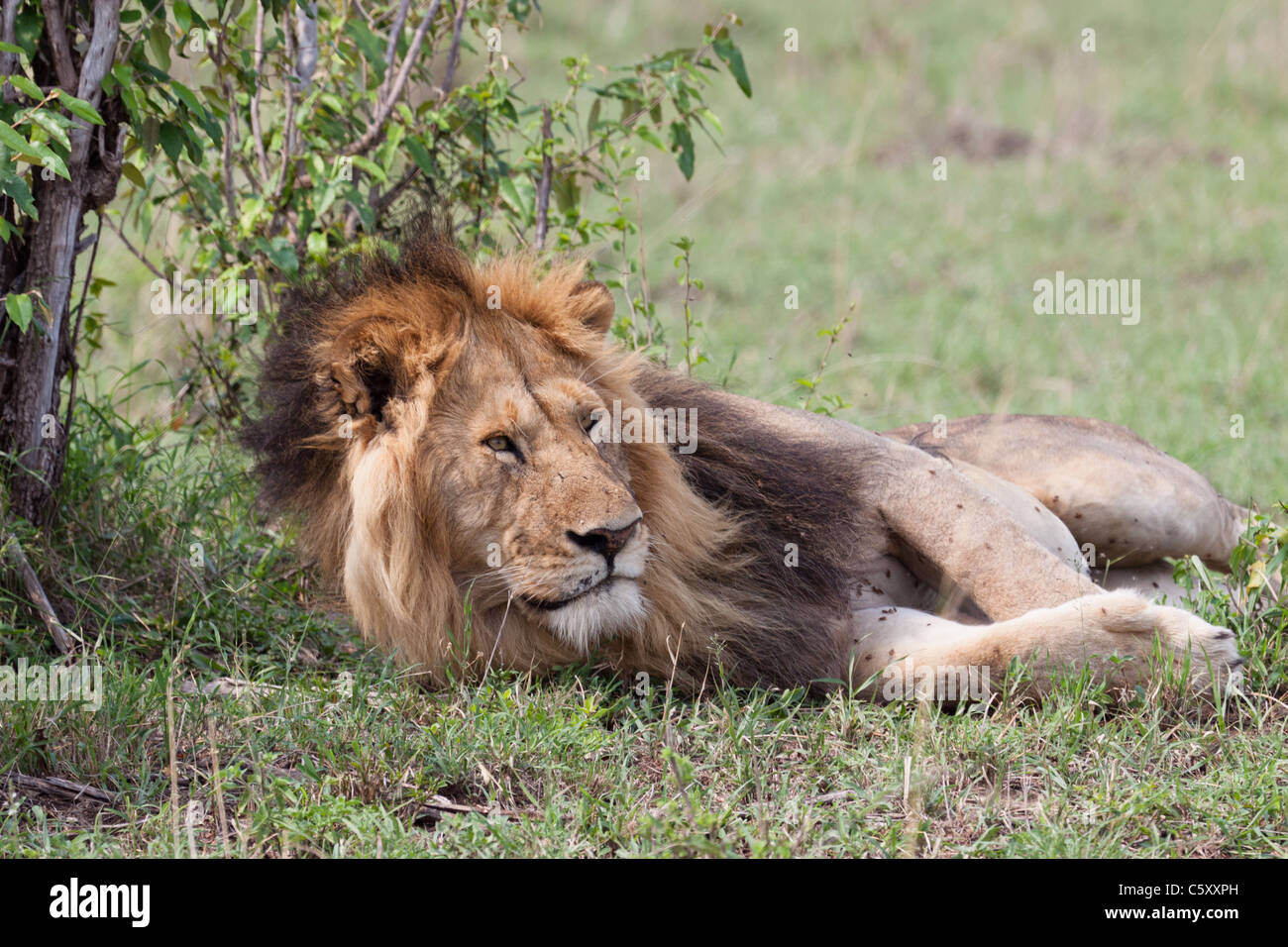 Lion resting under tree hi-res stock photography and images - Alamy