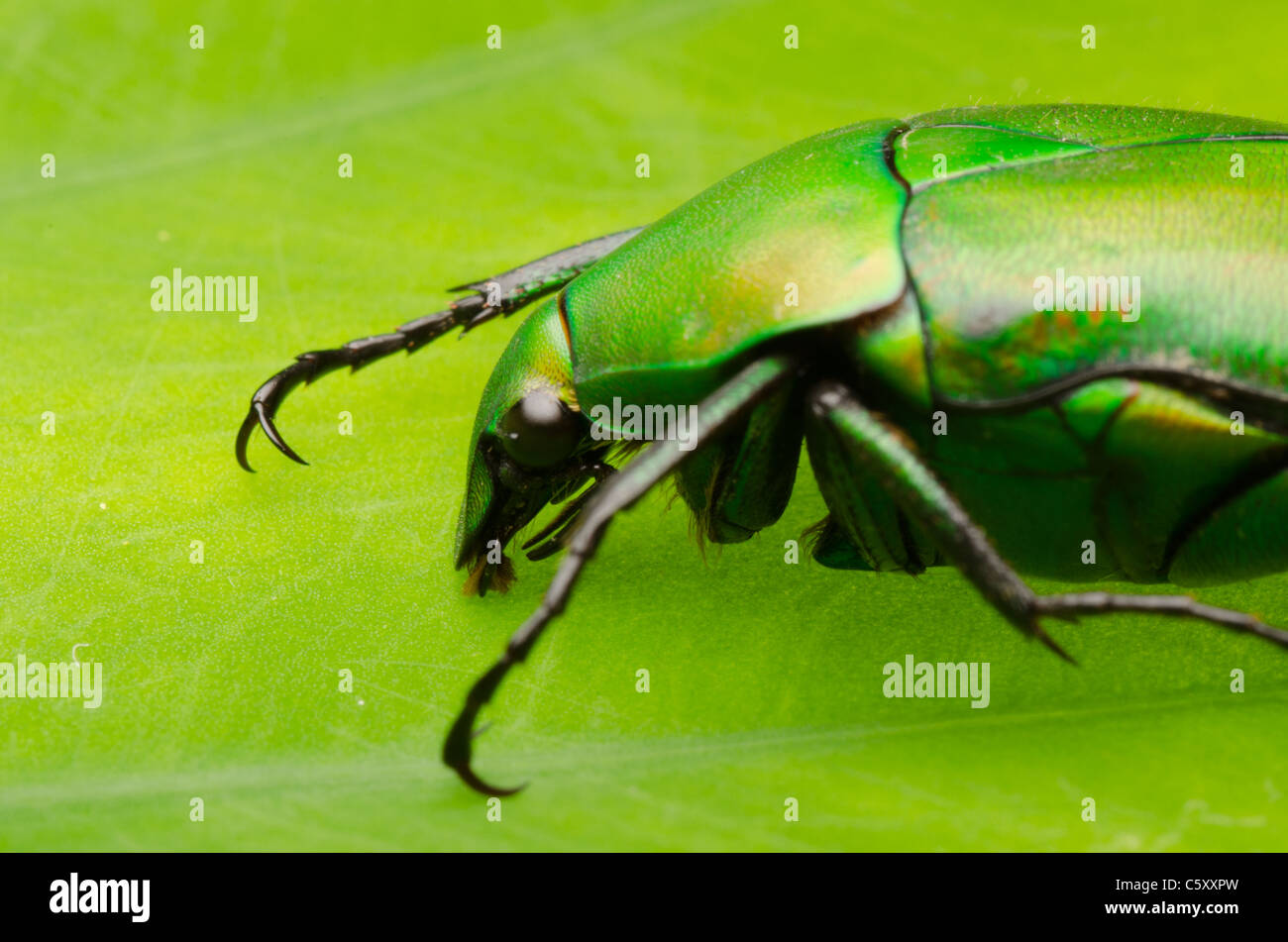 insect shine green flower beetle Stock Photo - Alamy