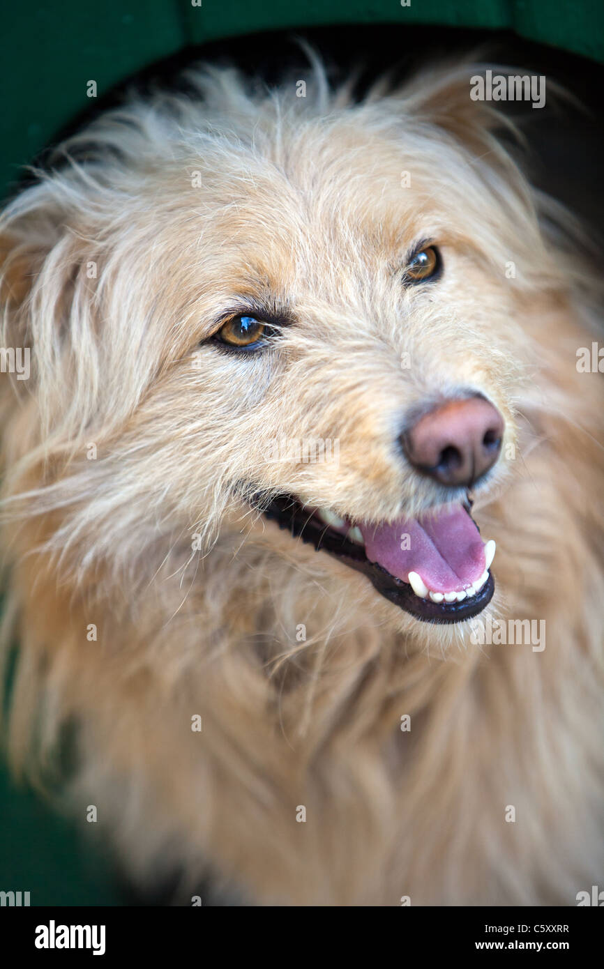 Portrait of a domestic dog Stock Photo - Alamy