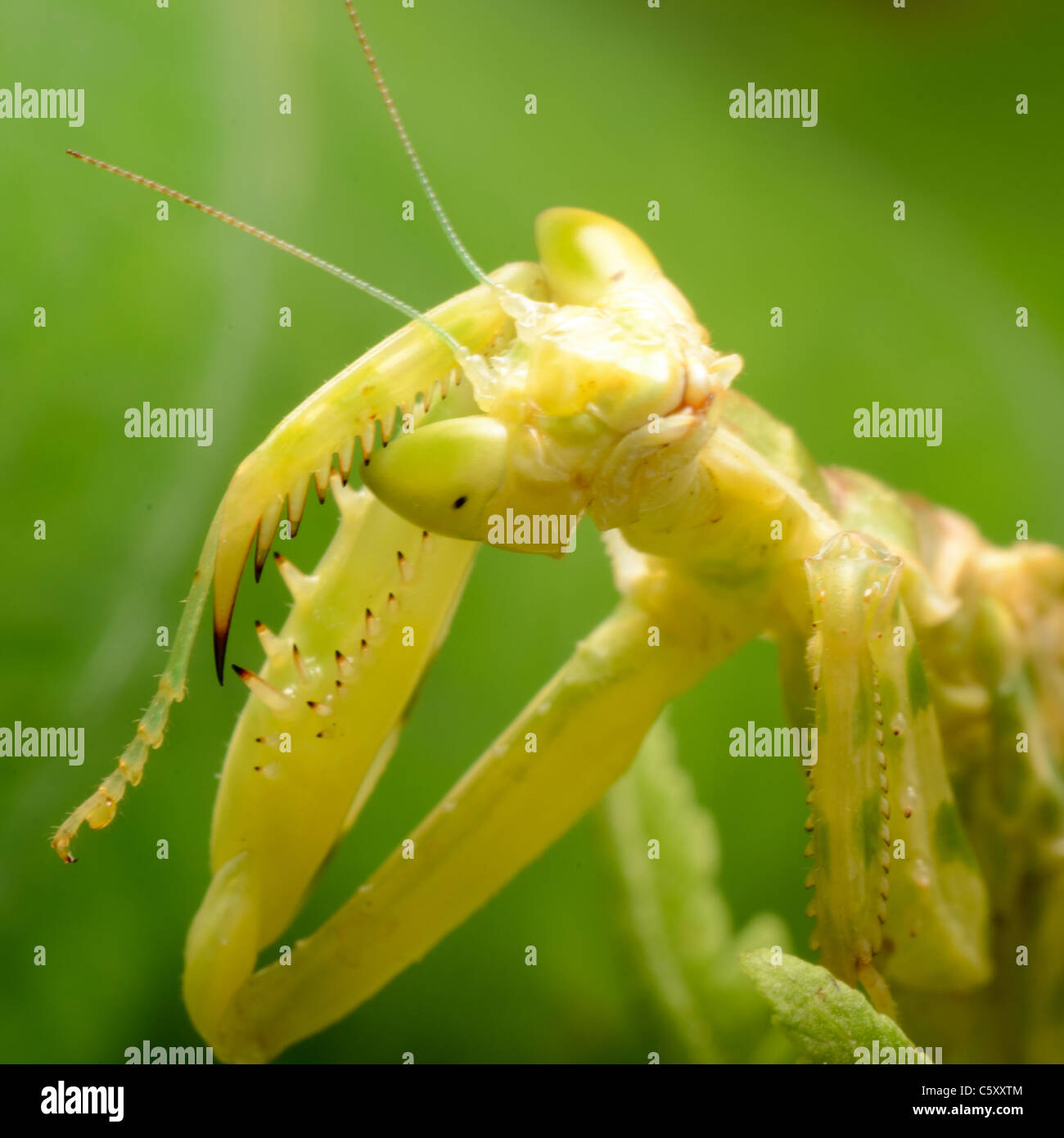 Female chinese mantis hi-res stock photography and images - Alamy