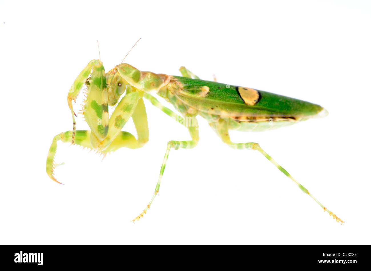 mantis isolated on white background Stock Photo - Alamy