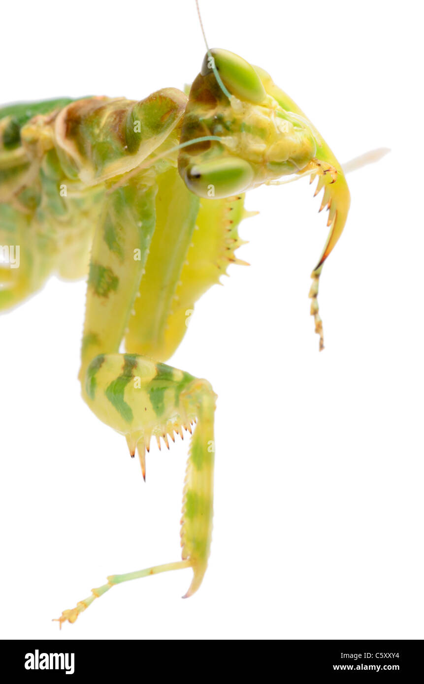 mantis isolated on white background Stock Photo - Alamy