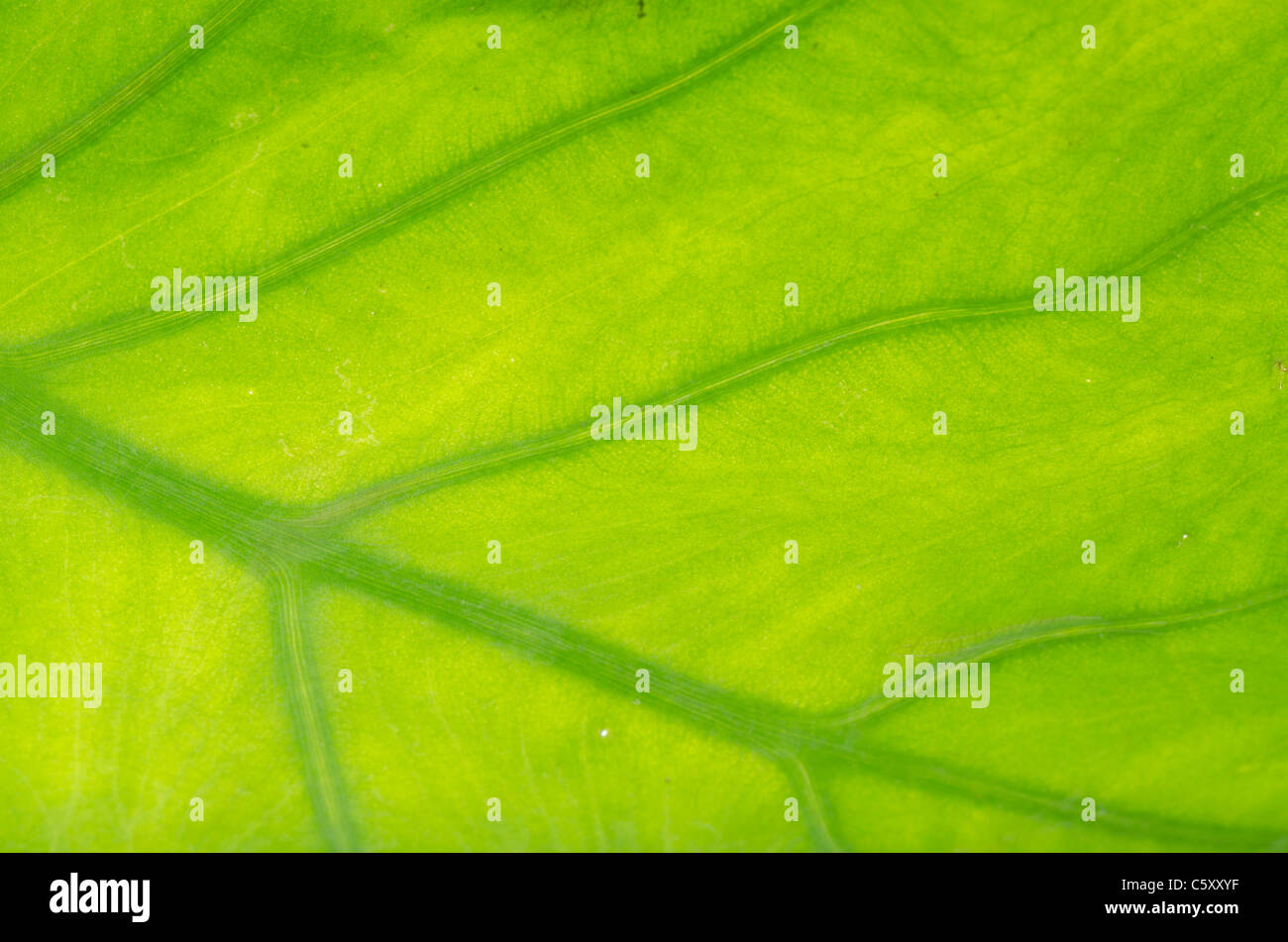 green leaf texture background Stock Photo - Alamy