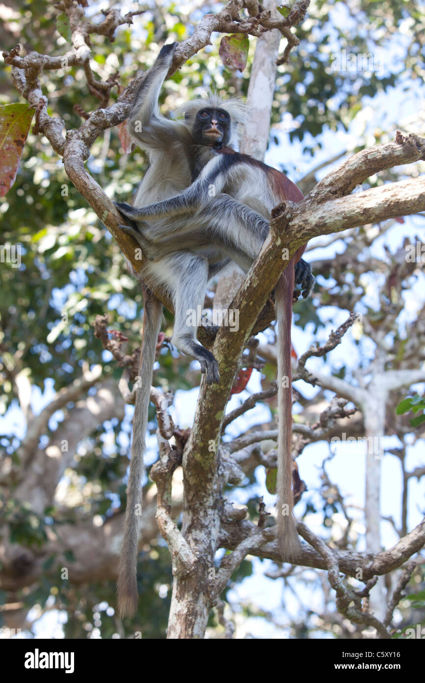 A red Colobus Monkey up a tree in Jozani forest Zanzibar Stock Photo ...