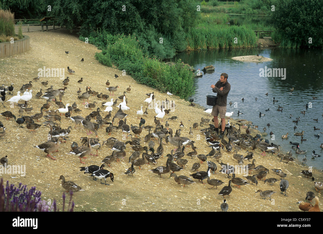 Birds of norfolk bird reserves hi-res stock photography and images - Alamy