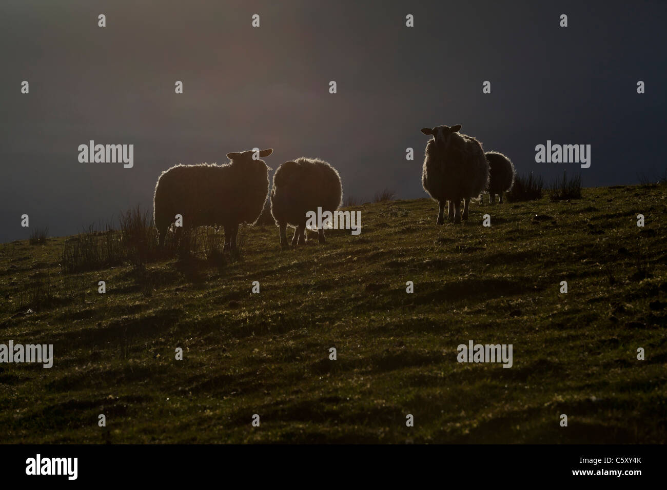 Sheep in early morning sunlight on the hills above Oxenhope Stock Photo ...