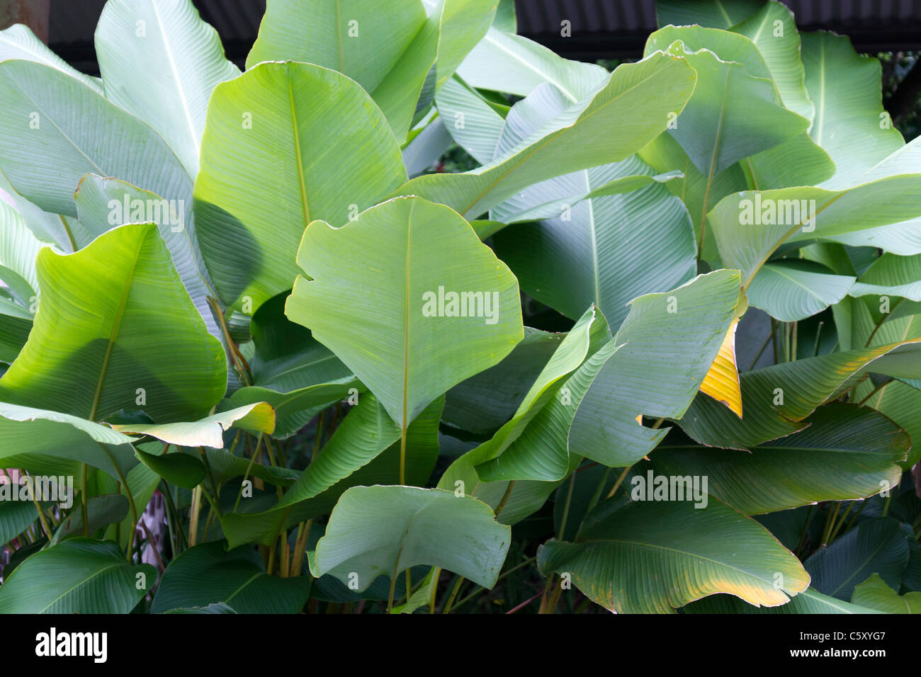 Bijao leaves are used to wrap tamales in Panama Stock Photo - Alamy