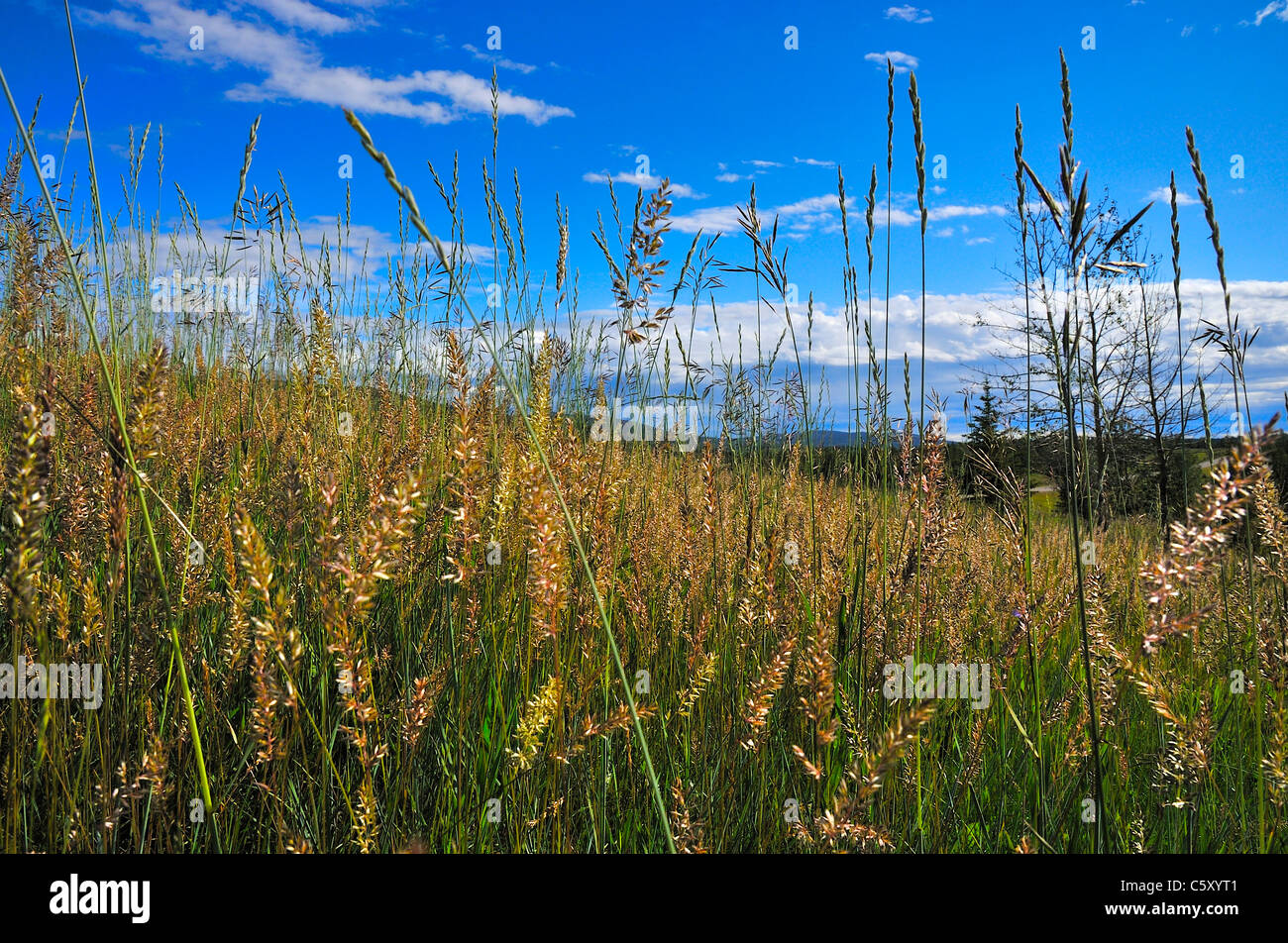 A close up image of some wild grass blowing in the wind Stock Photo - Alamy