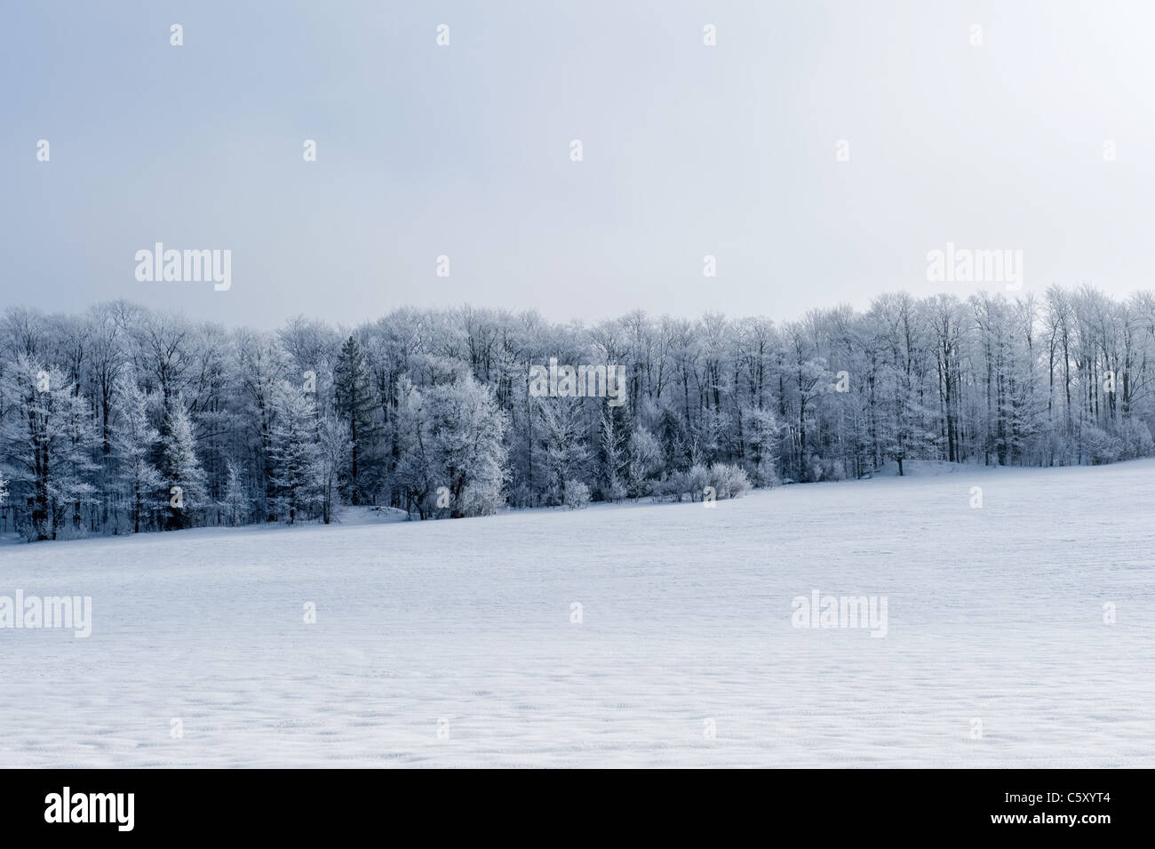 canadian winter landscape with snowy trees in the background Stock ...