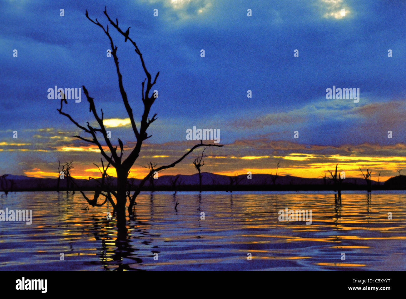 Silhouetted trees, Lake Kariba, Zimbabwe Stock Photo - Alamy