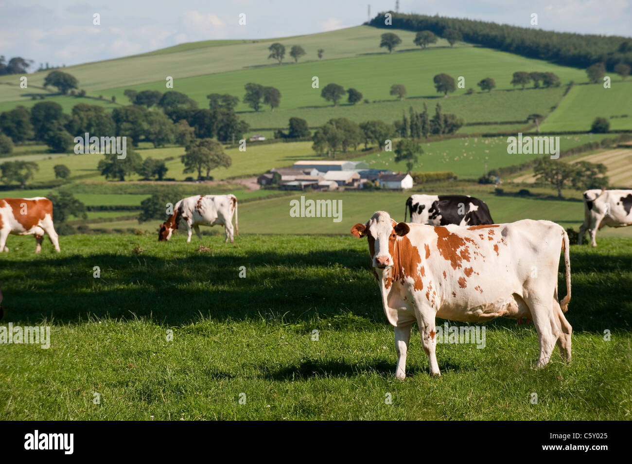 Cumbrian cattle hi-res stock photography and images - Alamy
