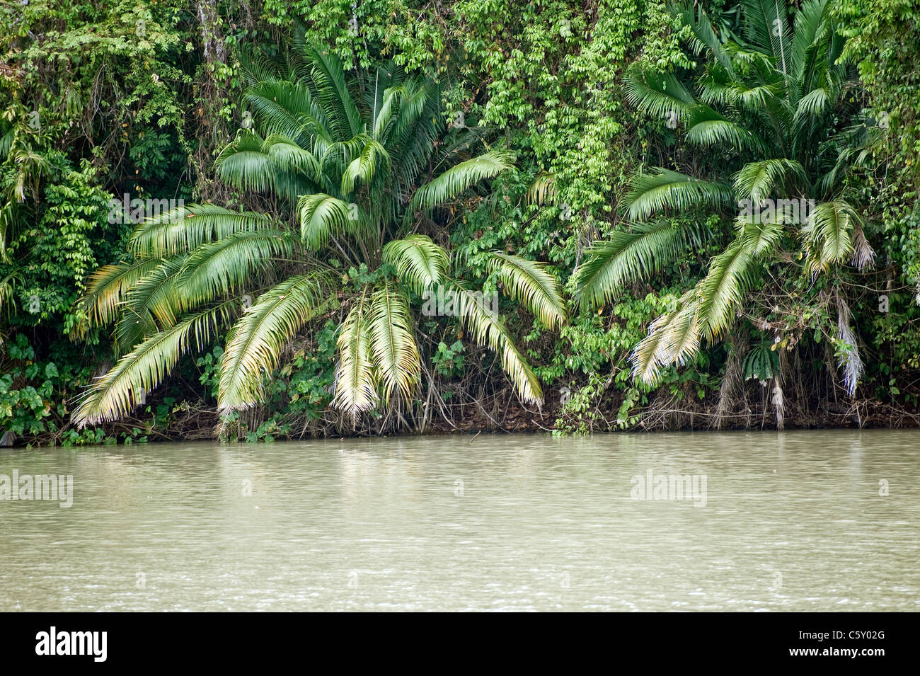 Panama canal, view at the rain forest landscape Stock Photo - Alamy