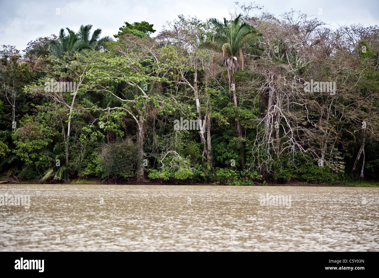 Panama forest hi-res stock photography and images - Alamy