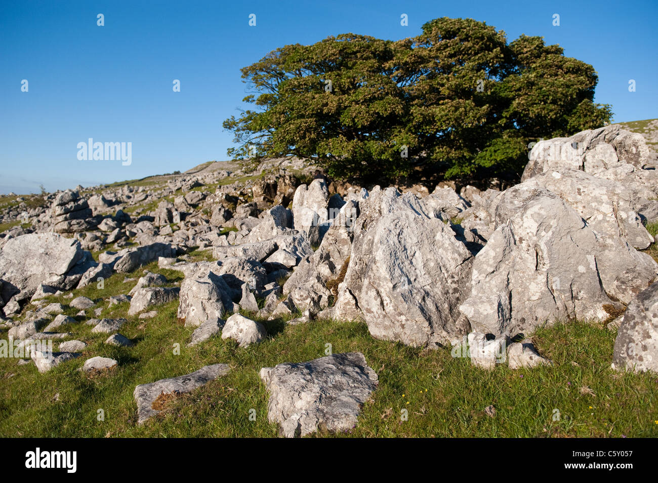 Sycamore tree growing in limestone paving. Acer pseudoplatanus Stock ...