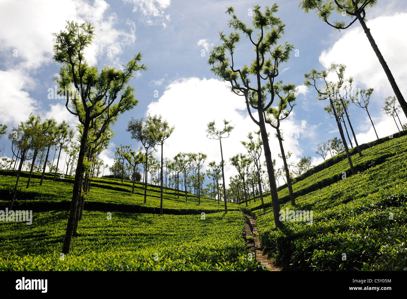 Tea Plantation Estate Stock Photo - Alamy