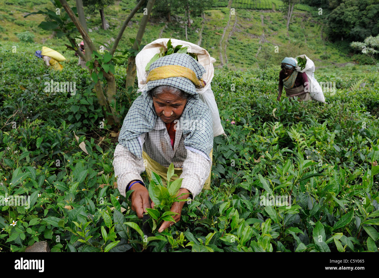 Women Workers at Tea Plantation Field Stock Photo - Alamy
