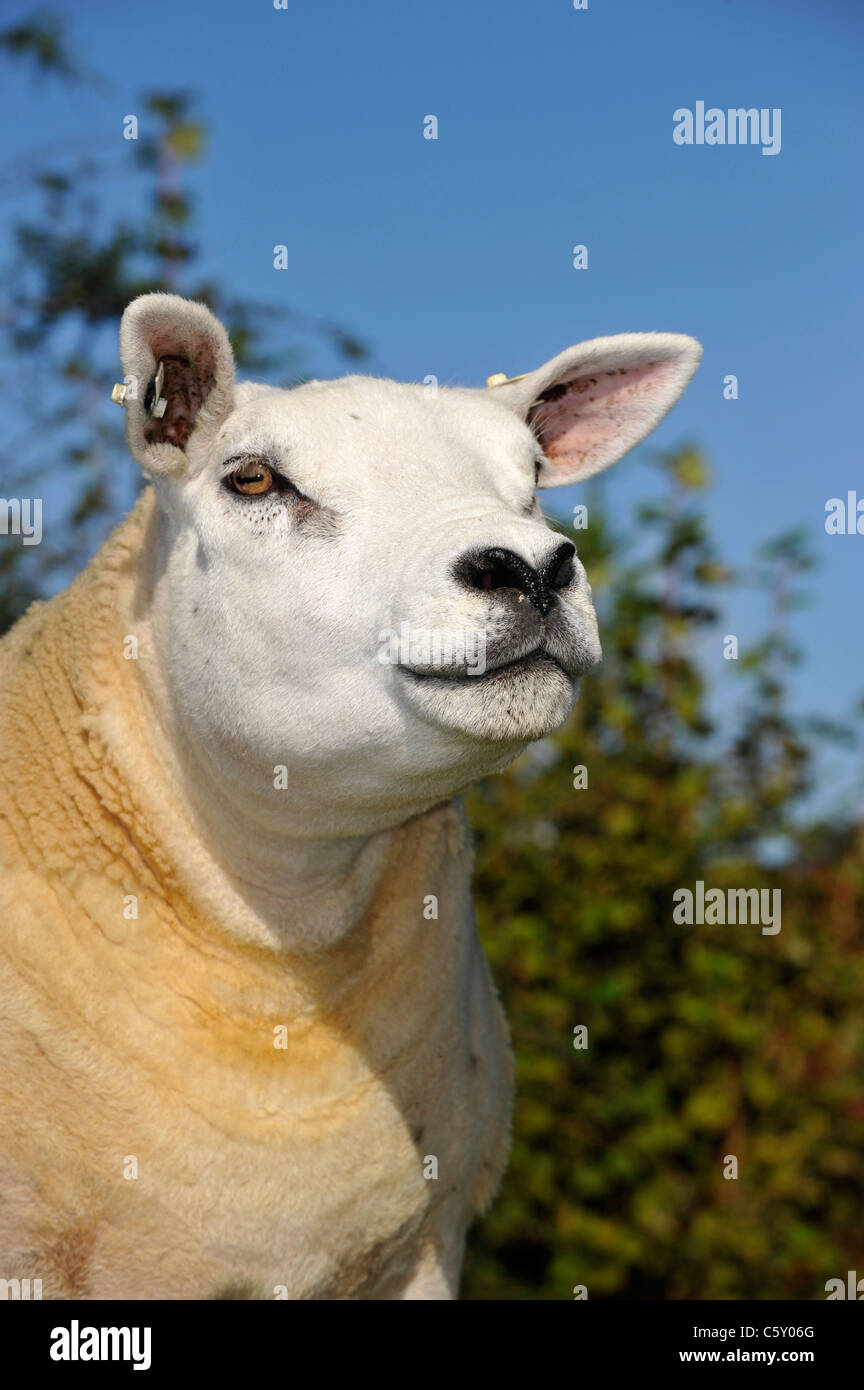 Texel sheep - close up of head Stock Photo - Alamy