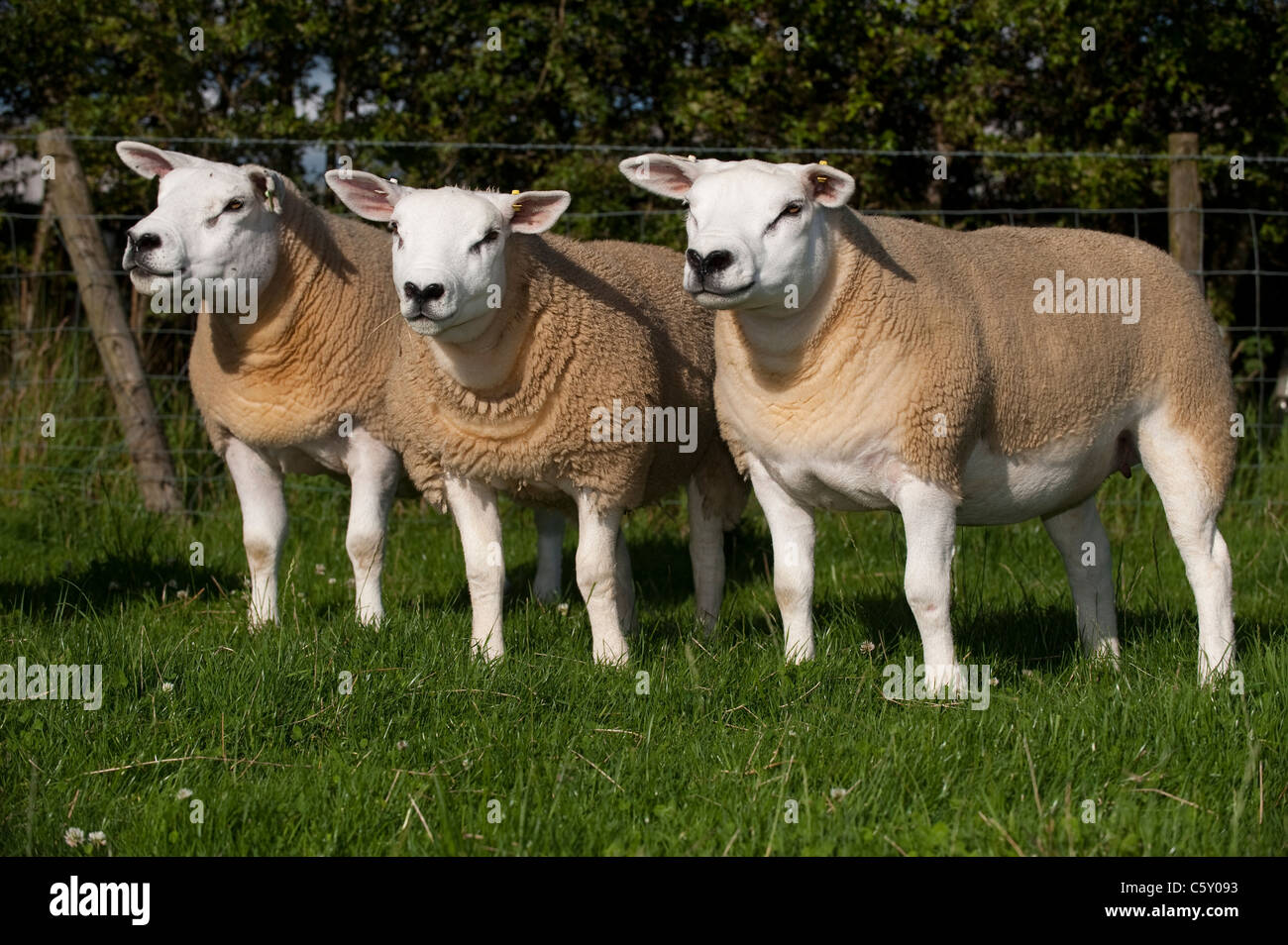 Texel sheep in fields Stock Photo - Alamy