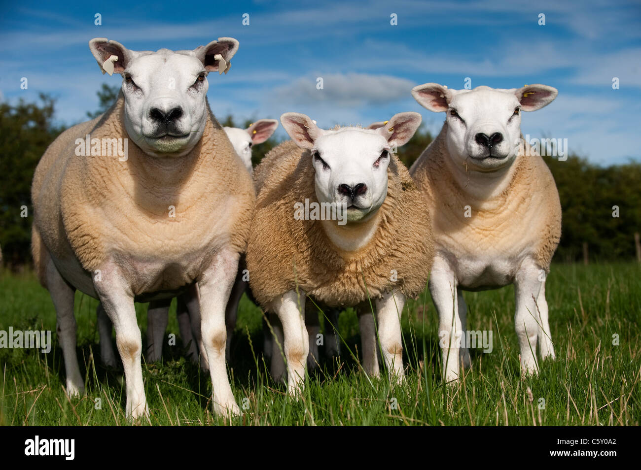 Texel sheep in fields Stock Photo - Alamy
