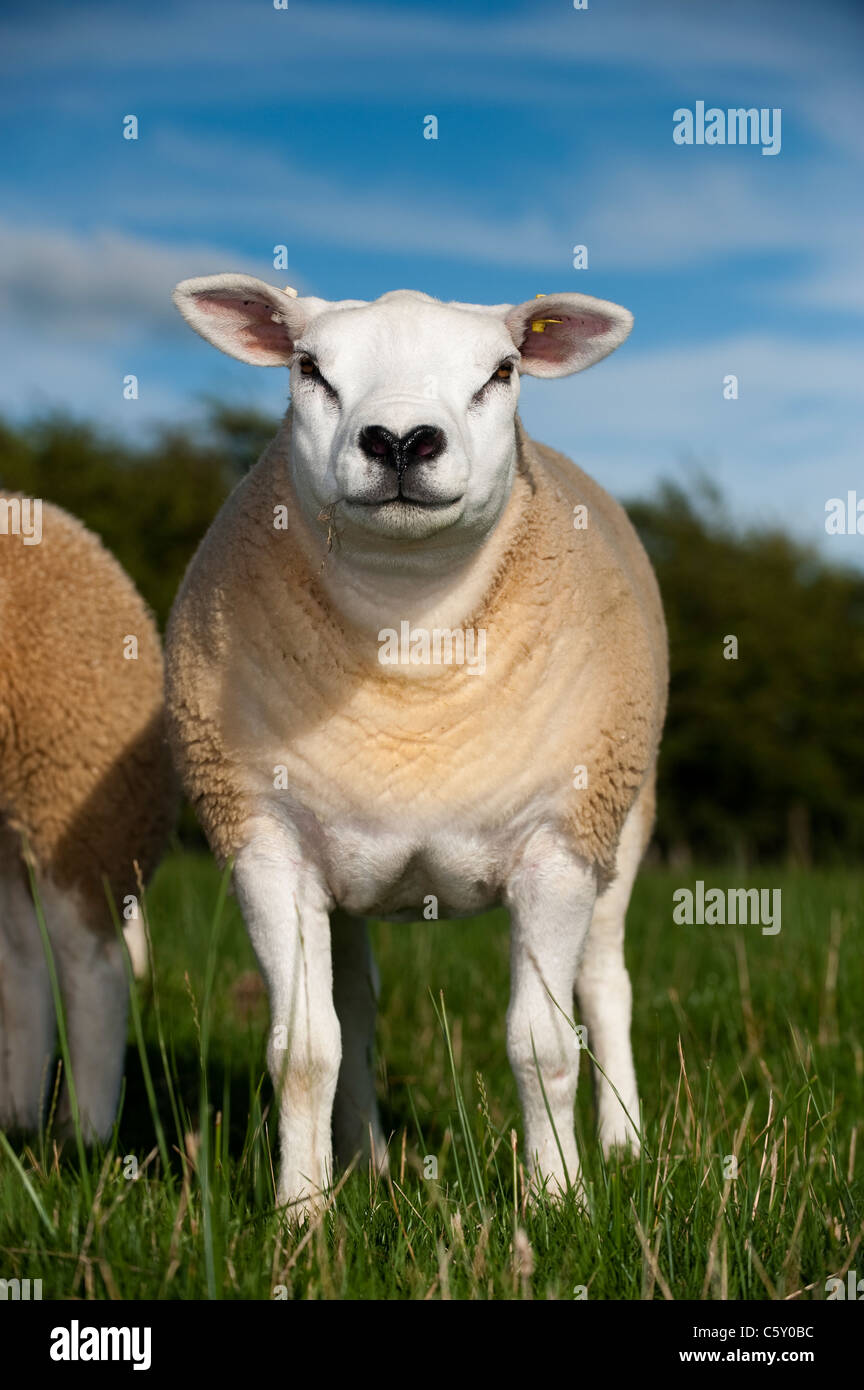 Texel sheep in fields Stock Photo - Alamy