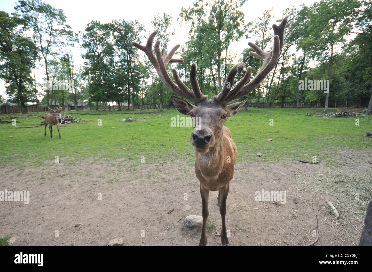 Male deer in forest hi-res stock photography and images - Alamy