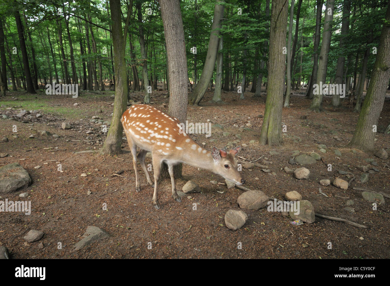 Fallow deer in wild, Czech Republic Stock Photo - Alamy