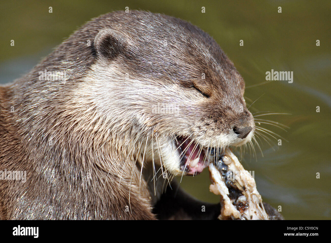 Otter teeth hi-res stock photography and images - Alamy
