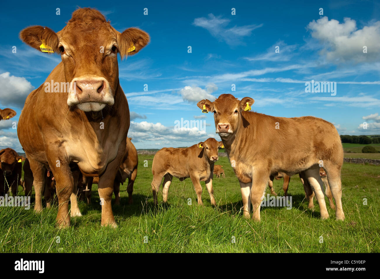Herd of Limousin beef cattle in pasture Stock Photo - Alamy