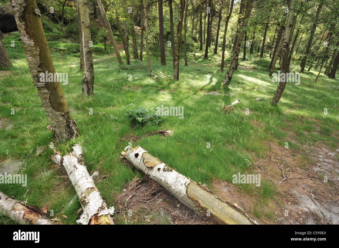 Fallen birch log in a forest Stock Photo - Alamy