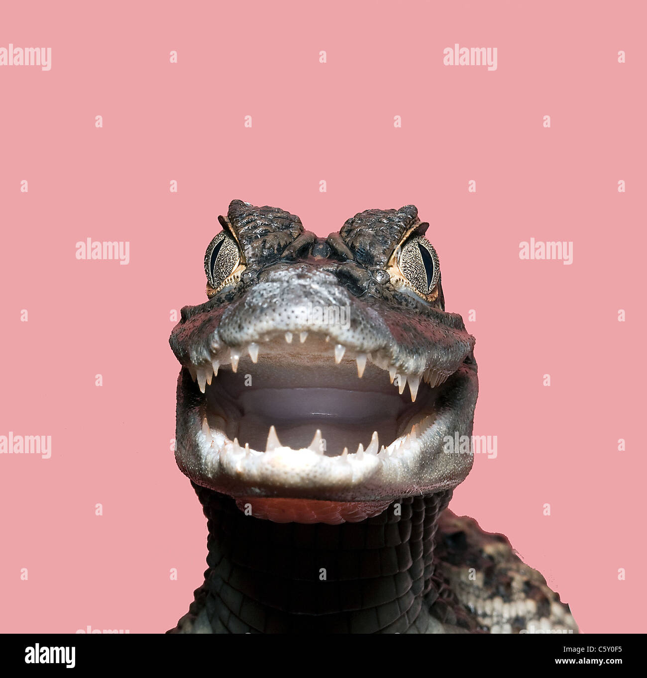 Pink Alligator Logos