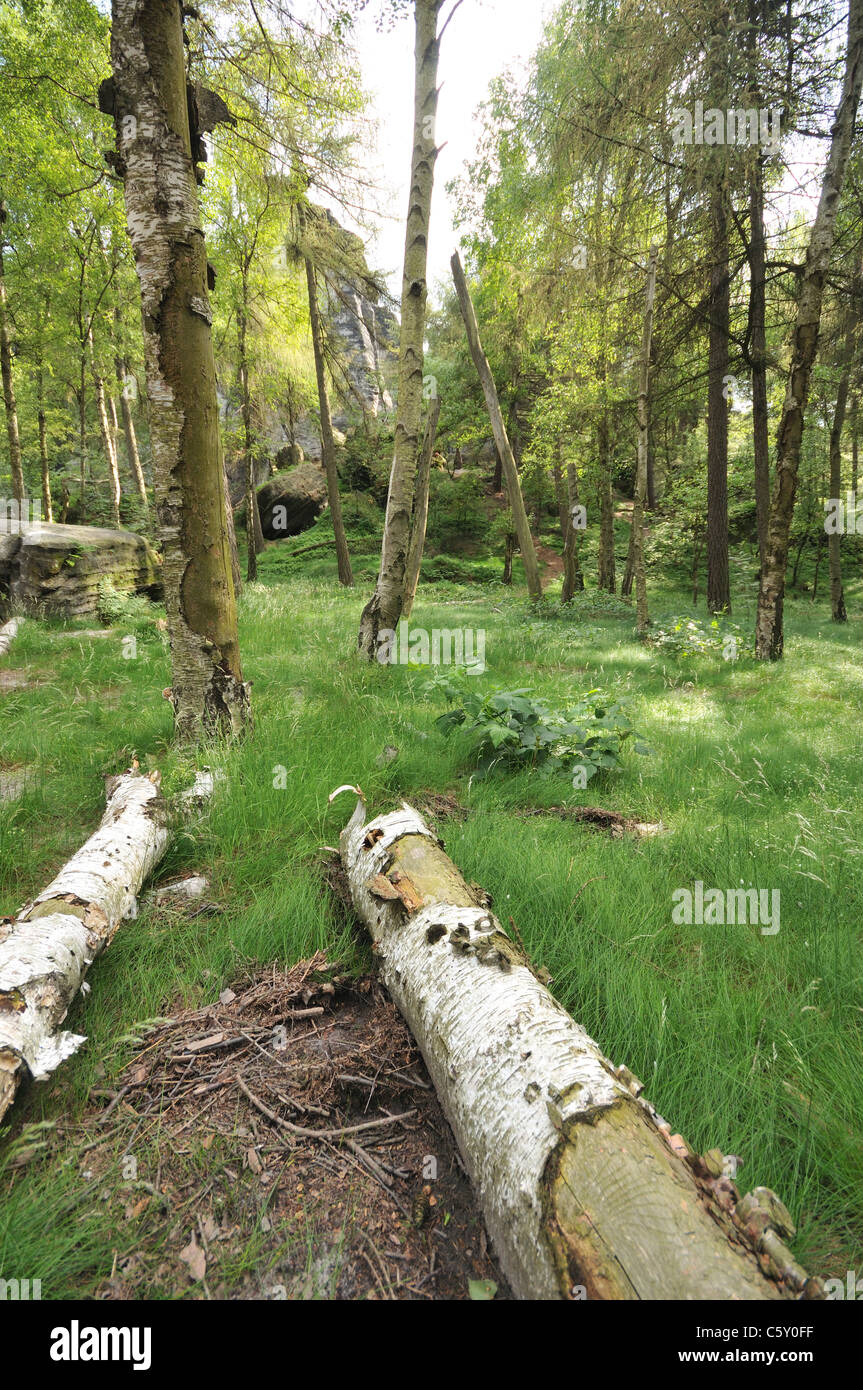 Fallen birch log in a forest Stock Photo - Alamy