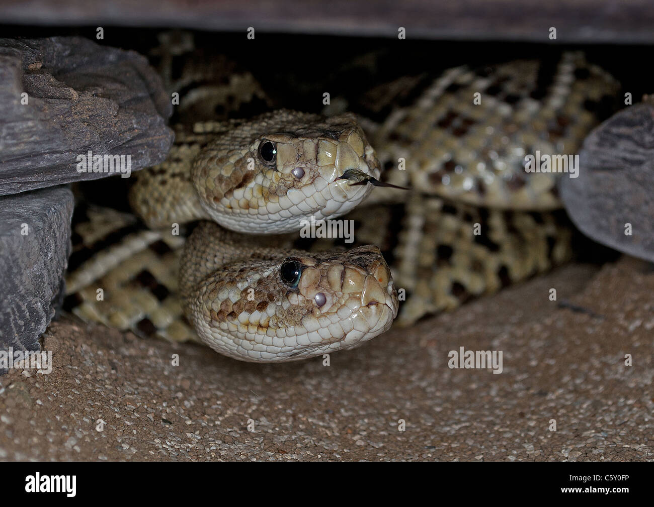 Mexican green rattlers hi-res stock photography and images - Alamy