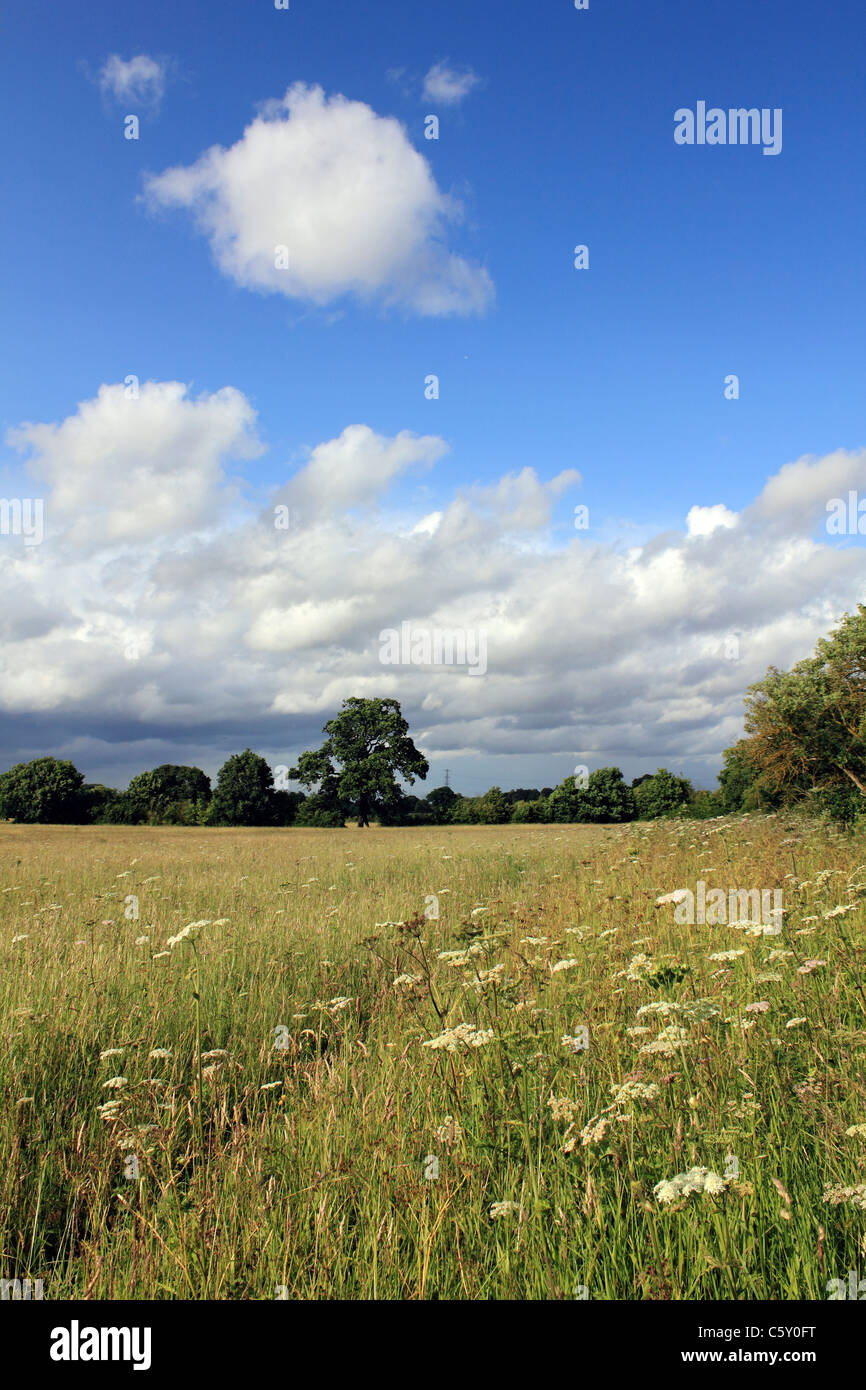 Surrey nature reserve hi-res stock photography and images - Alamy