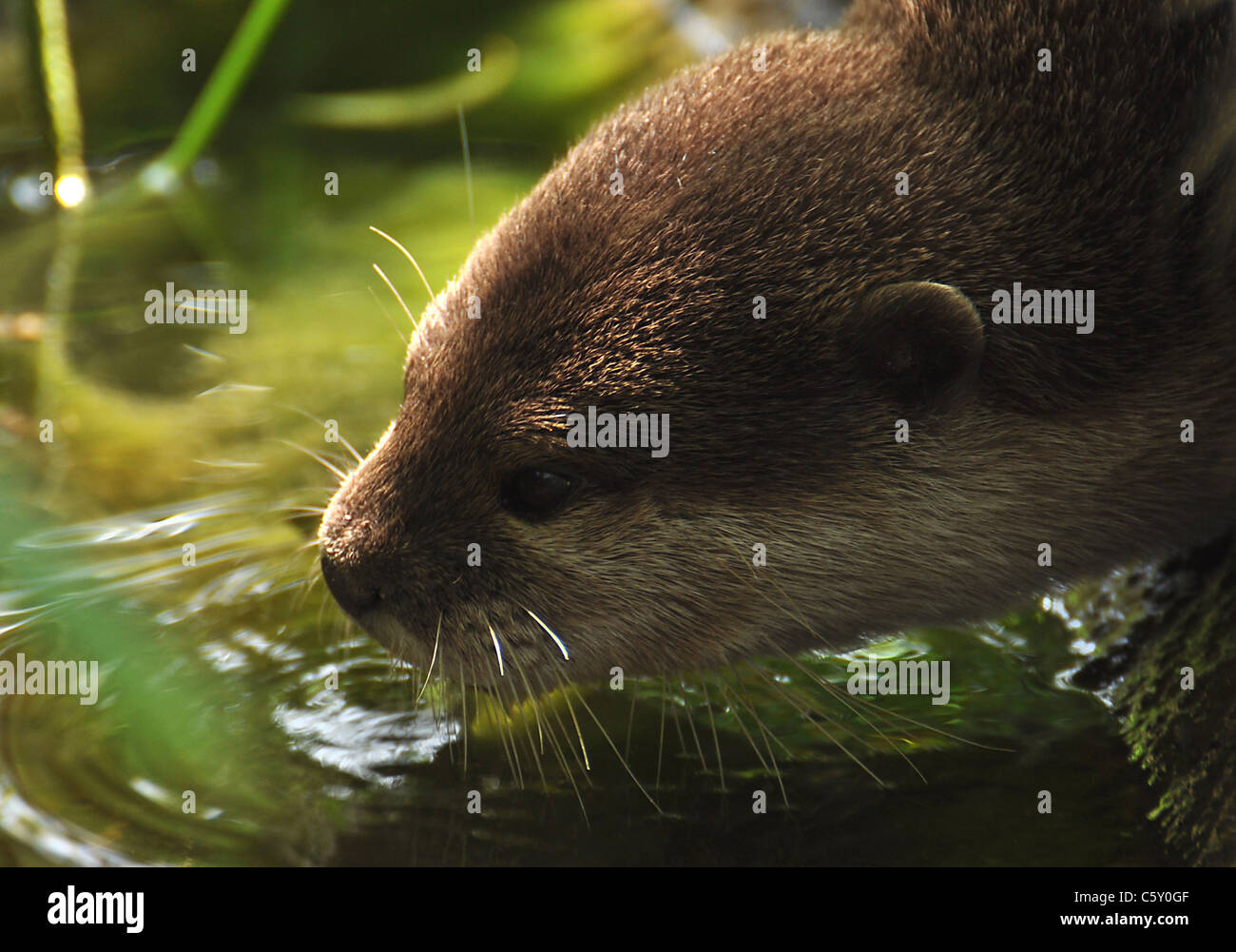 Otter drinking water hi-res stock photography and images - Alamy