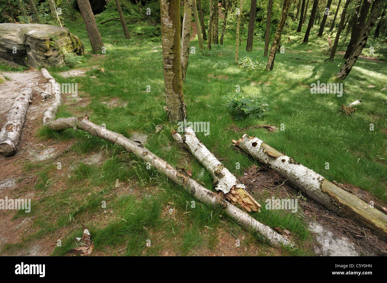 Fallen white birch log hi-res stock photography and images - Alamy