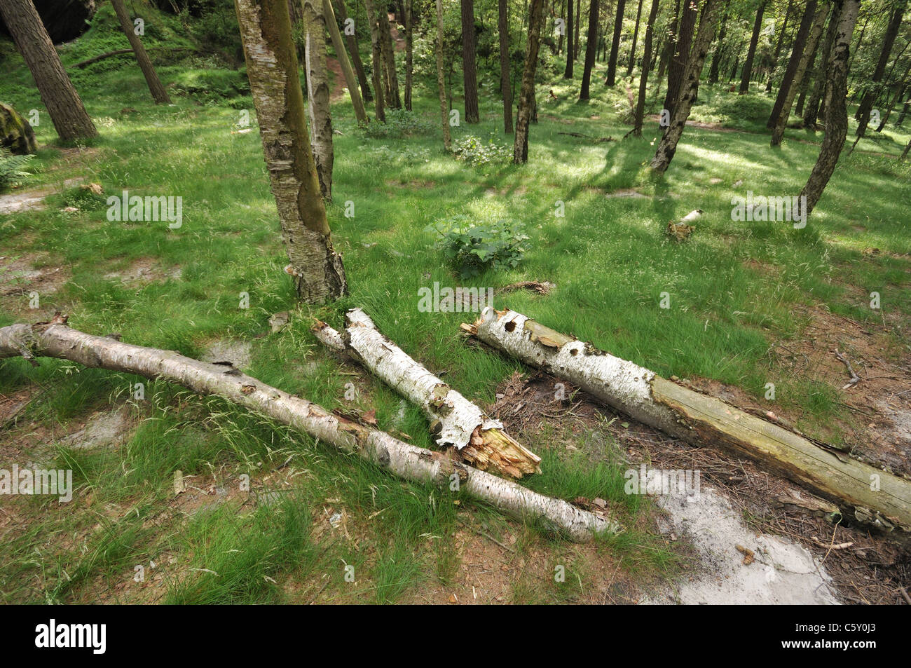 Fallen birch log in a forest Stock Photo - Alamy