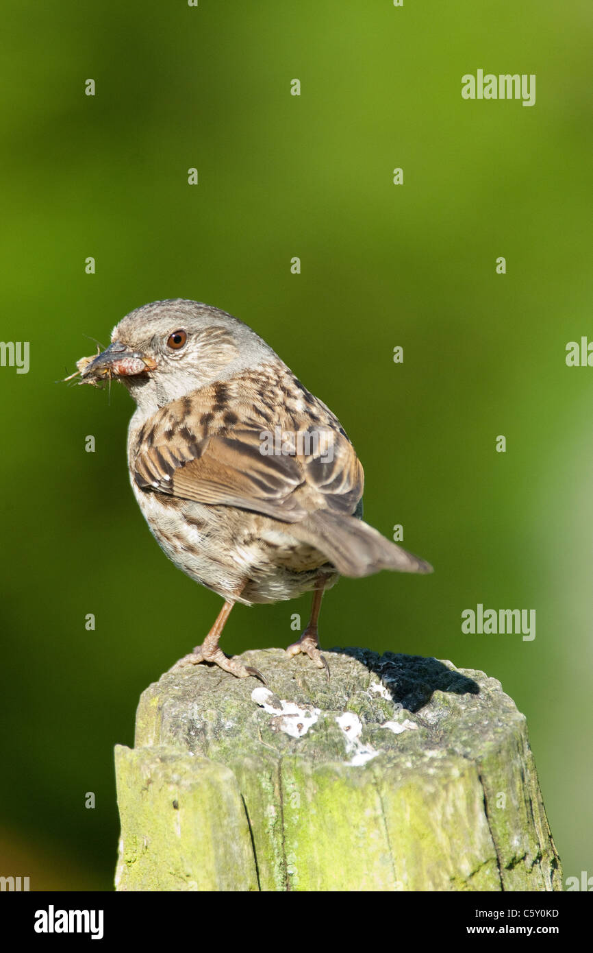 Adult Dunnock with food to take back to young in nest. (Prunella ...