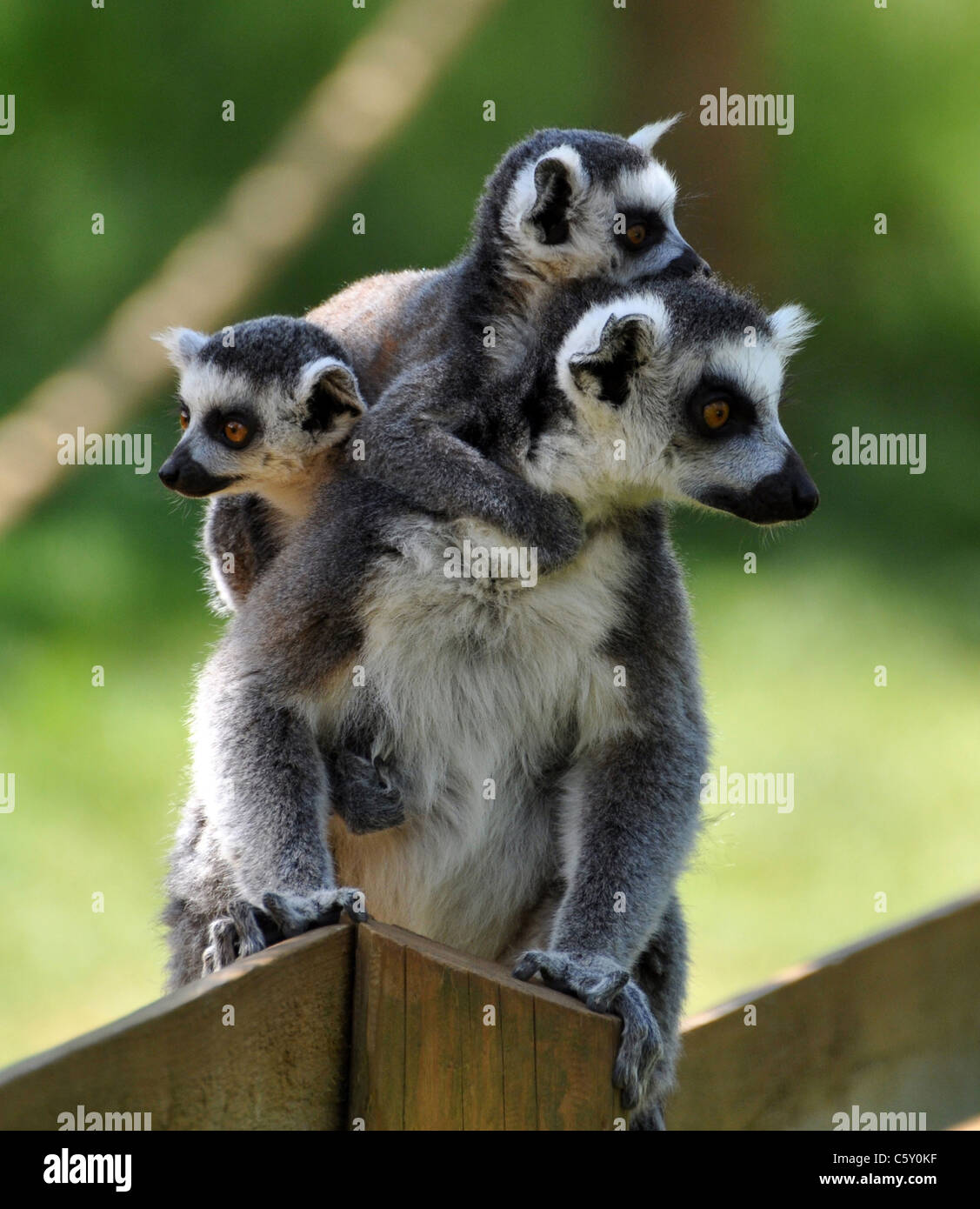 Cute family Lemurs Stock Photo - Alamy