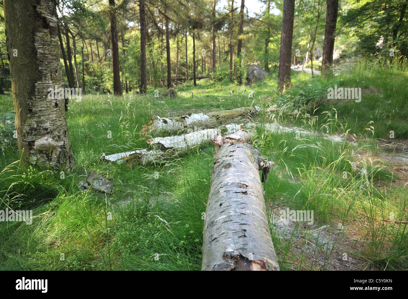 Fallen white birch log hi-res stock photography and images - Alamy