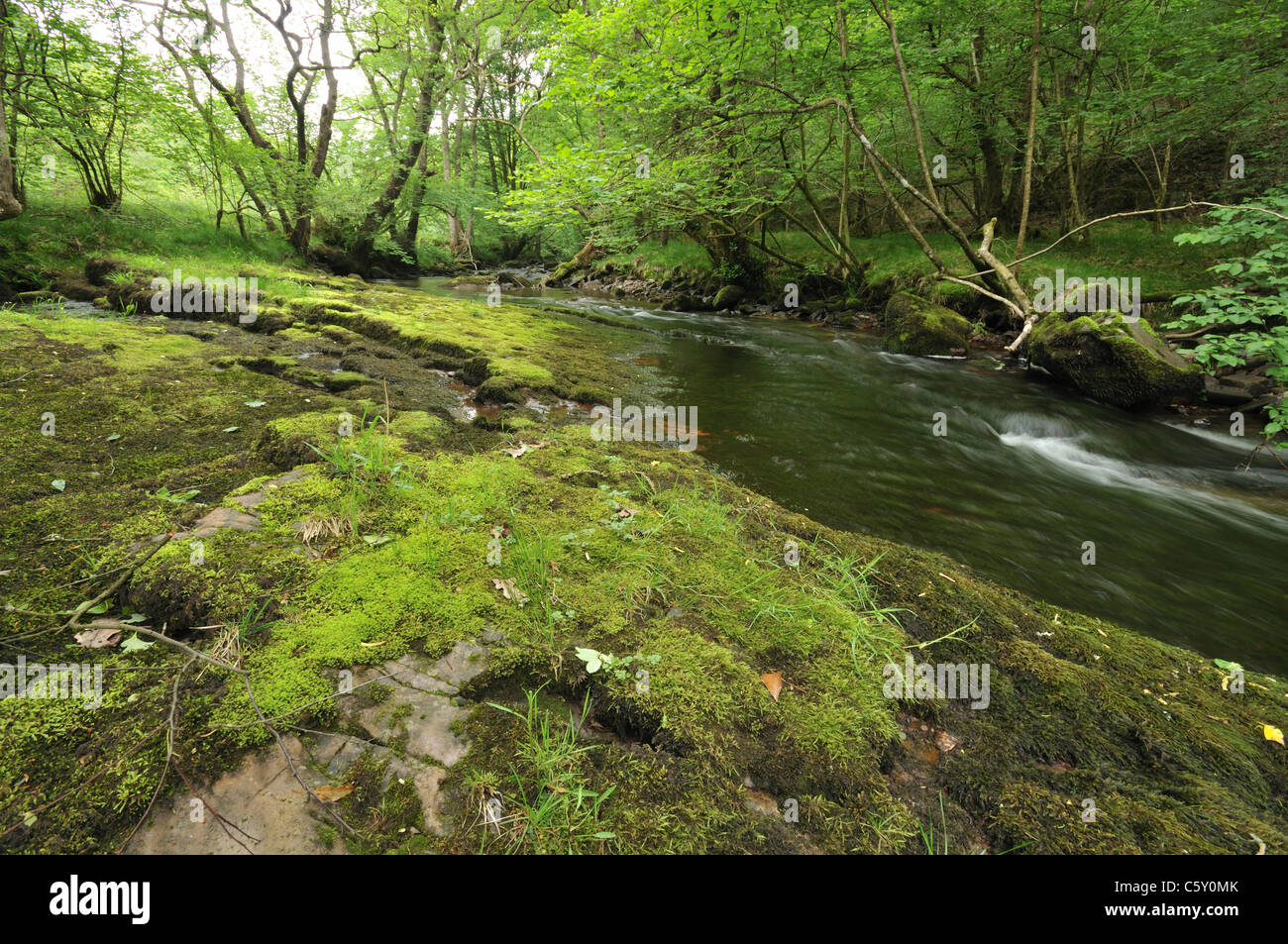 Pure and clean river passing through a forest - Waterfall Country ...