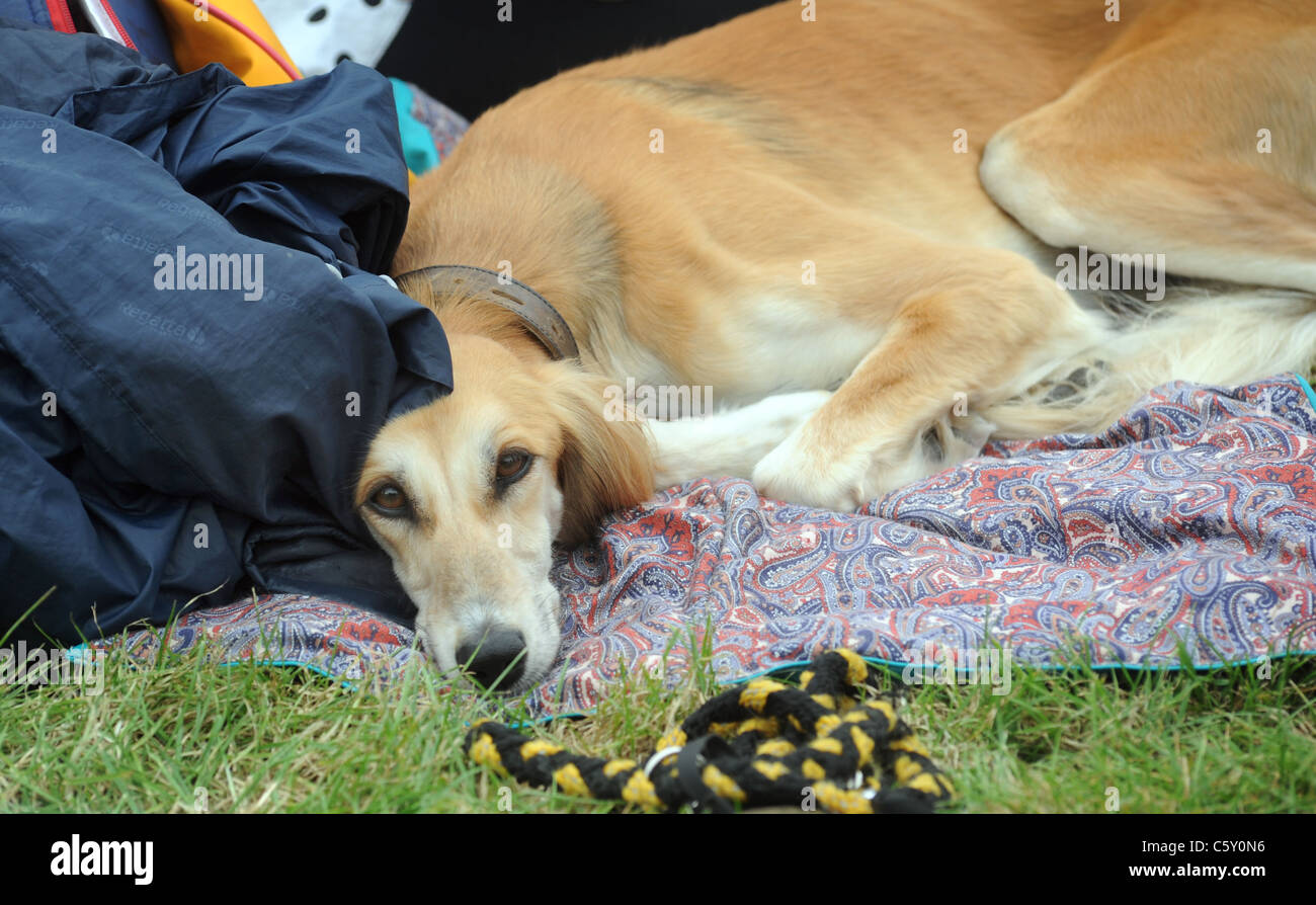 Sad pet owner vets hi-res stock photography and images - Alamy