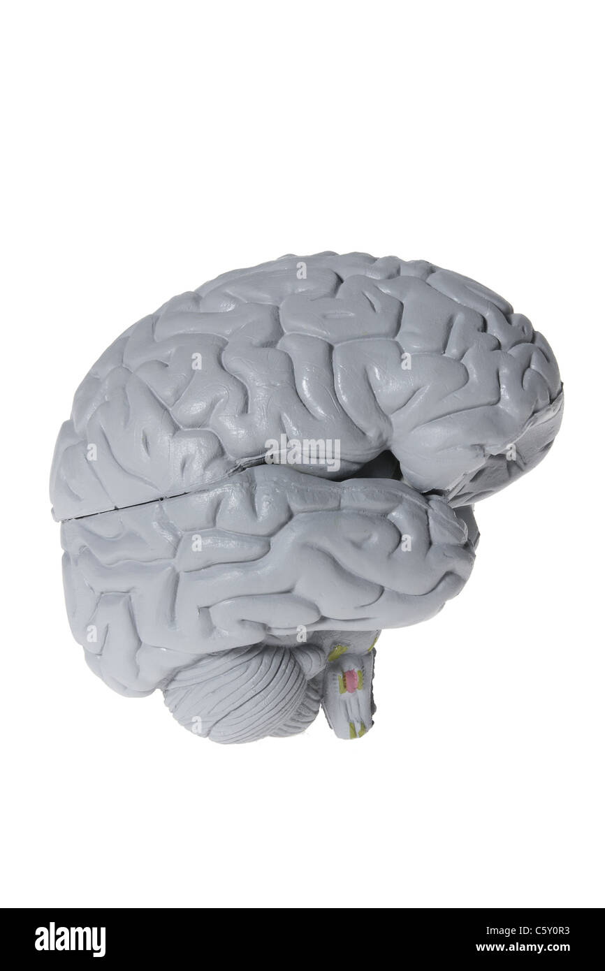 Human brain cut out hi-res stock photography and images - Alamy