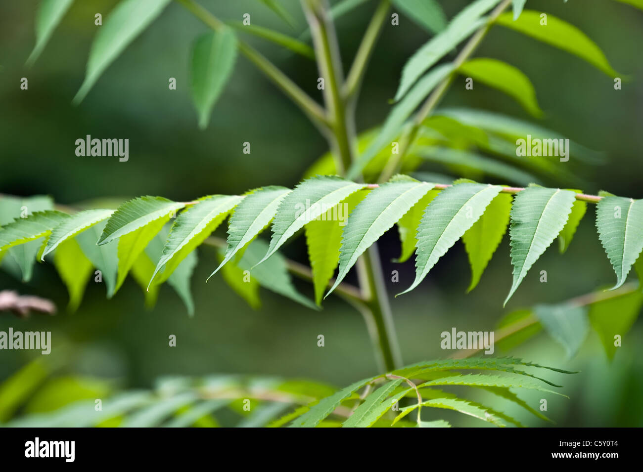 Plant leaf image in Canadian forest Stock Photo - Alamy