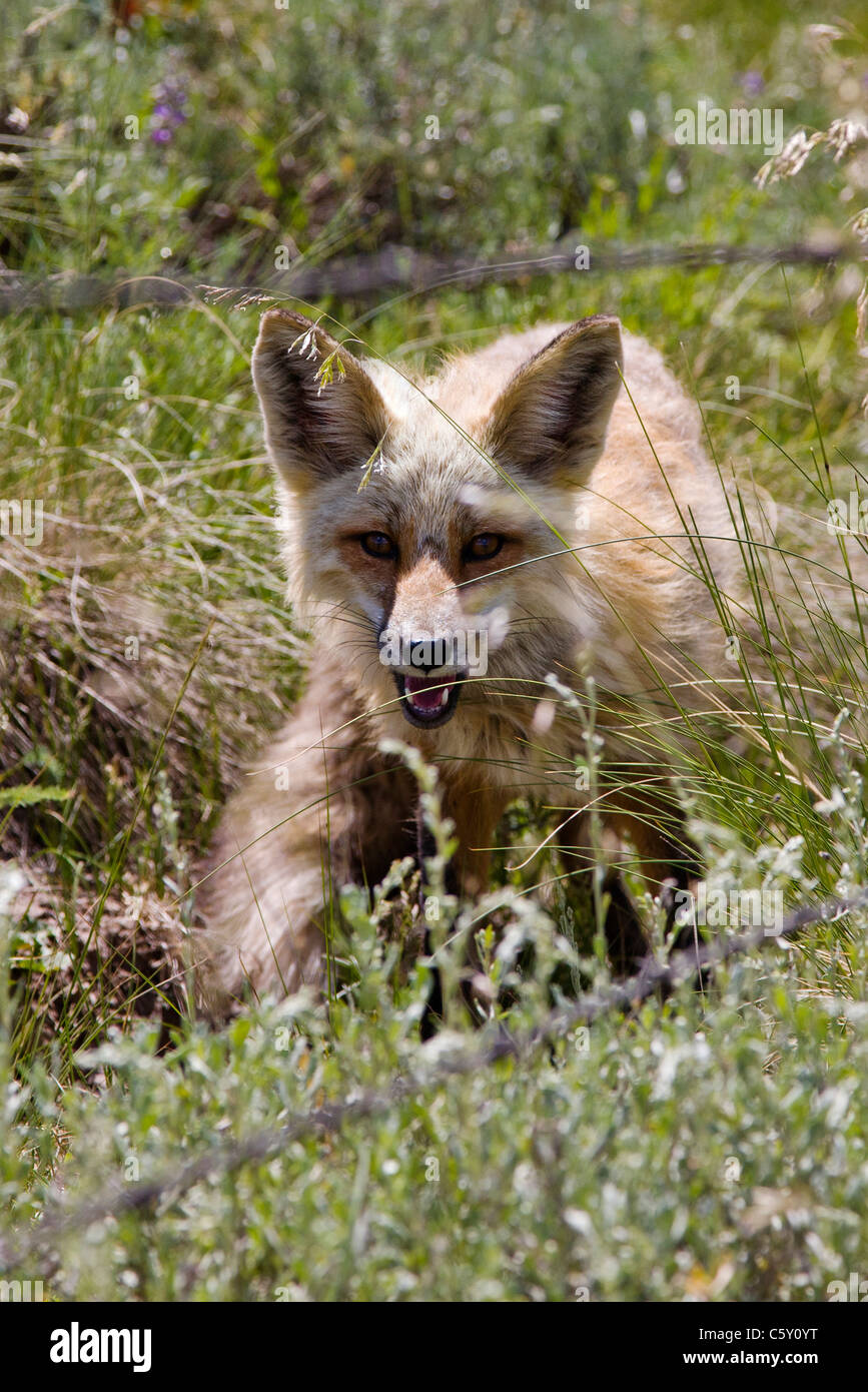 Red fox on Cold Spring Ranch near Crested Butte, Colorado, USA Stock ...