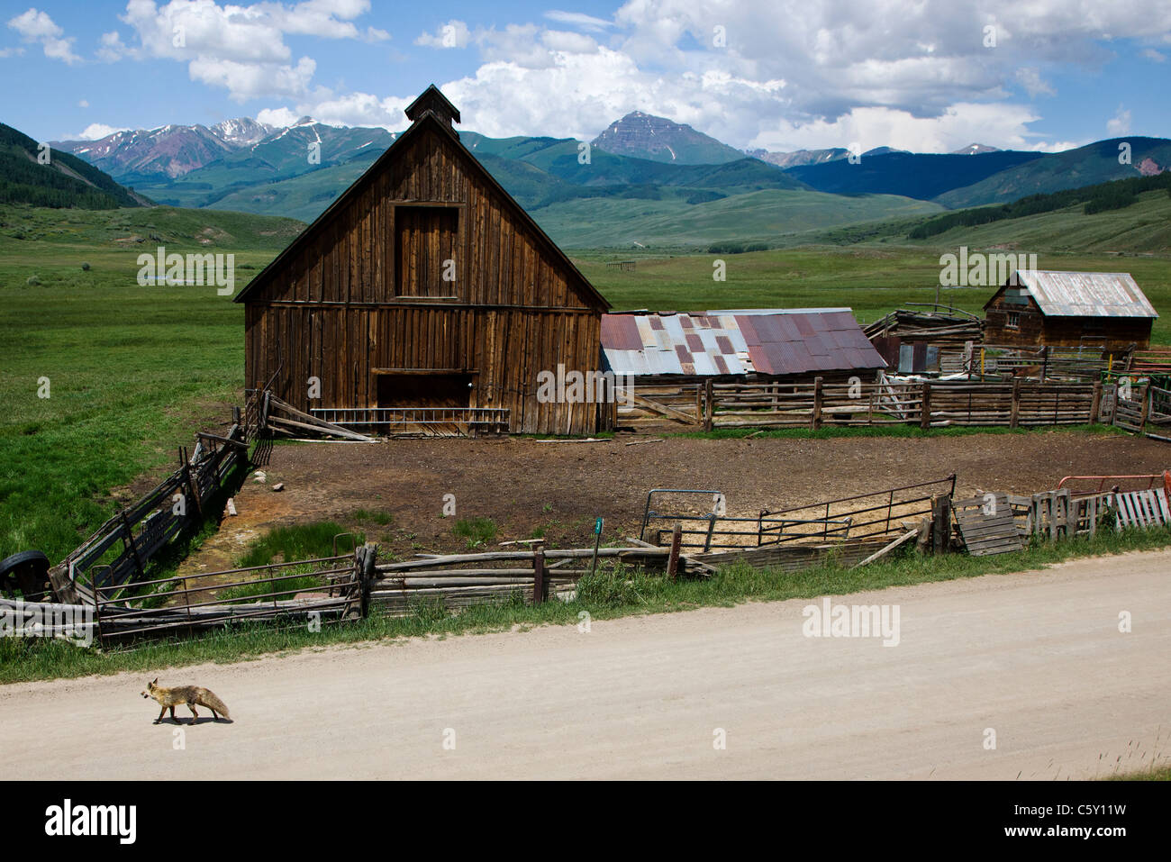 Red fox usa hi-res stock photography and images - Alamy