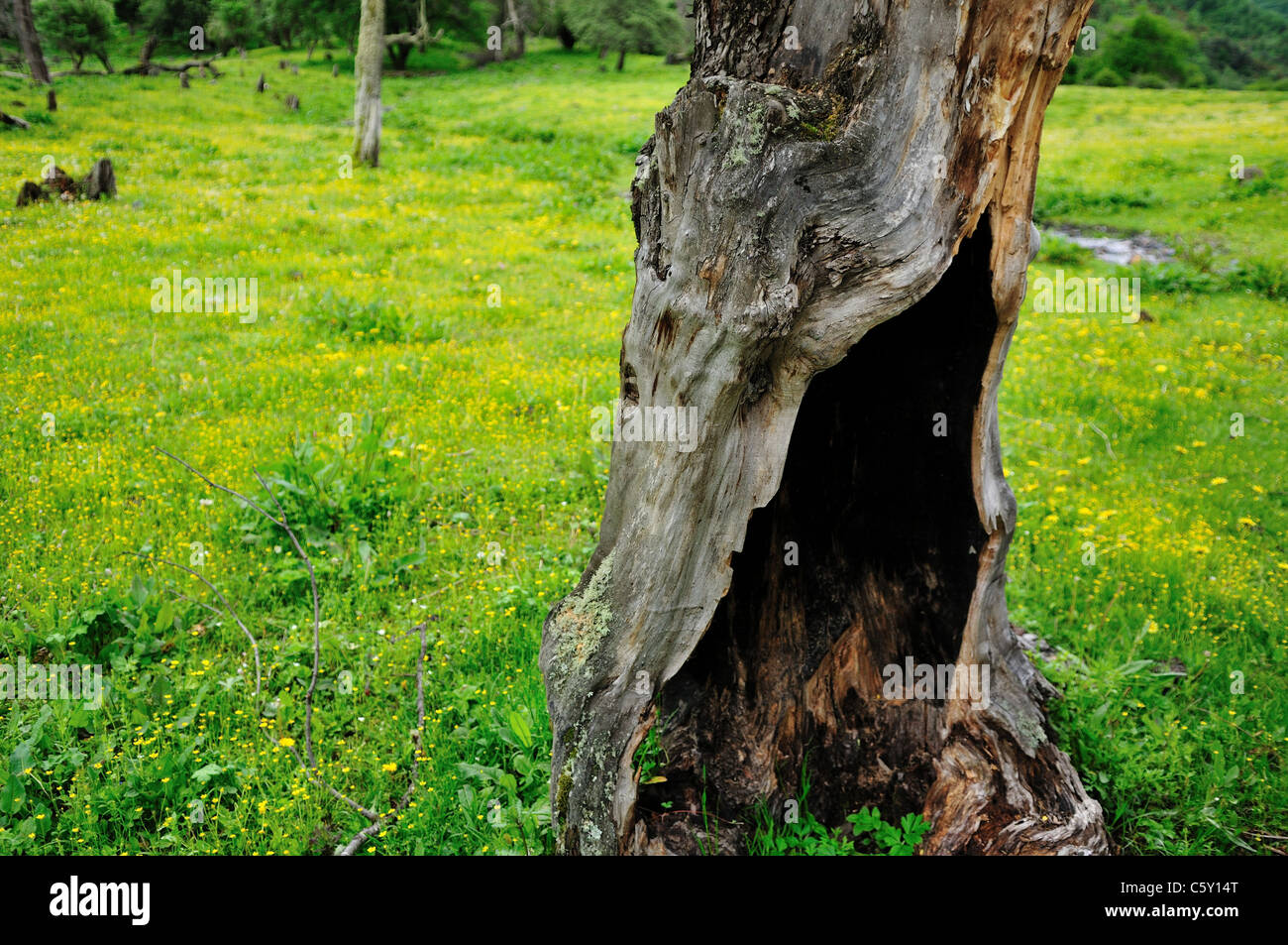 Tree trunk hollow hi-res stock photography and images - Alamy