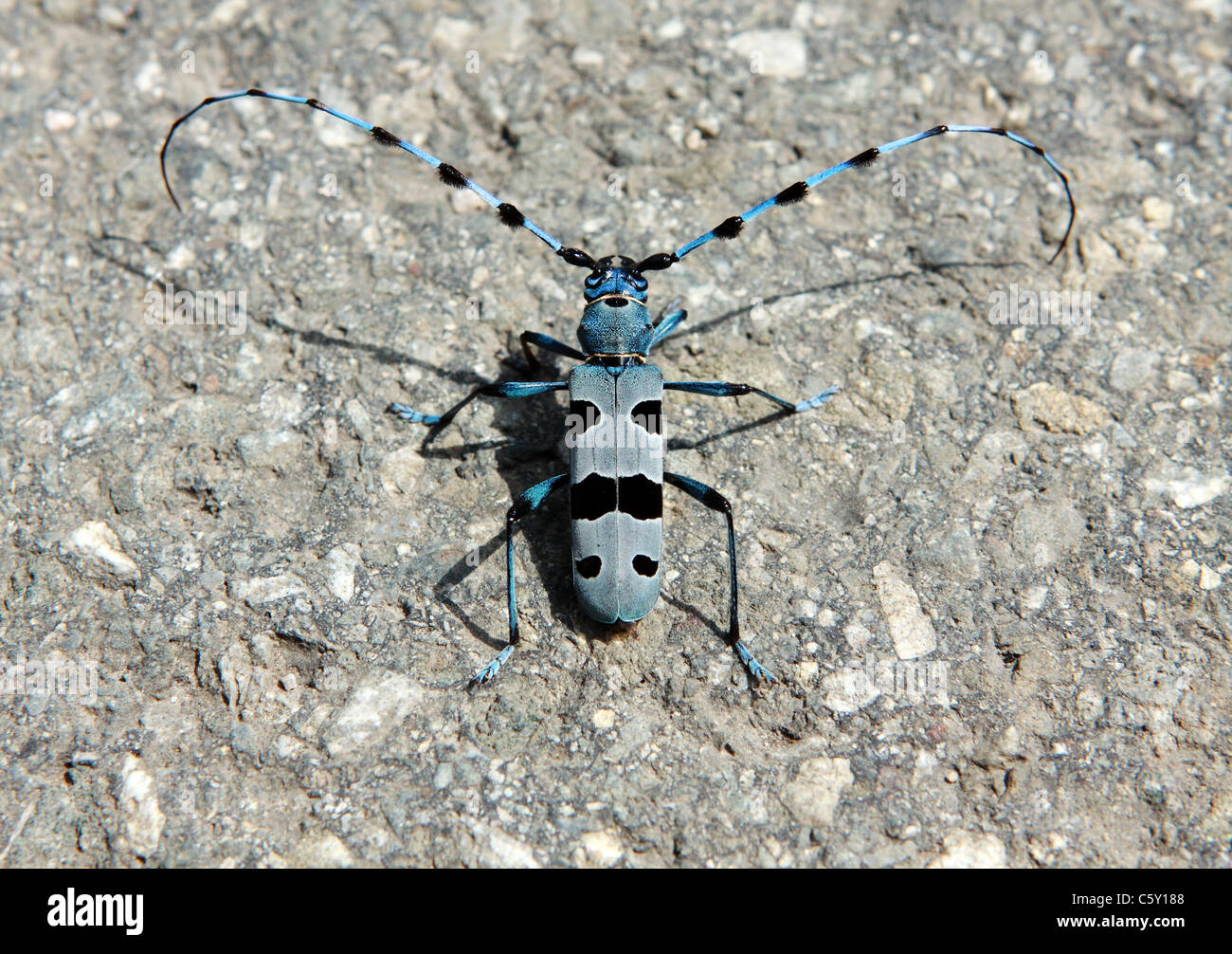 Rosalia alpina - Rosalia longicorn - very rare insect Stock Photo - Alamy
