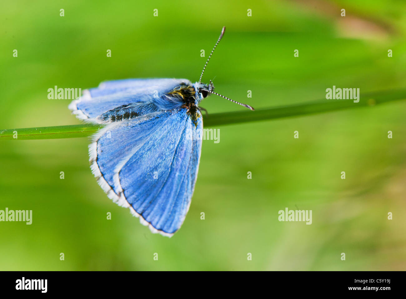 Holly blue butterfly hi-res stock photography and images - Alamy