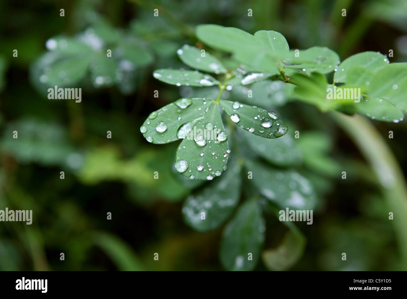 green leaf with clear raindrops Stock Photo - Alamy
