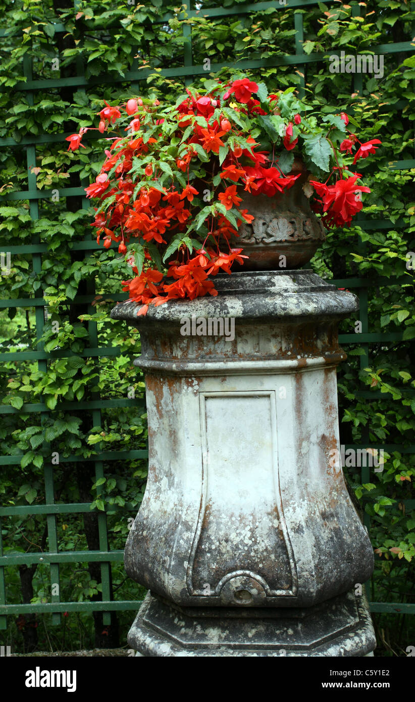 old stone pot with red flowers Stock Photo - Alamy